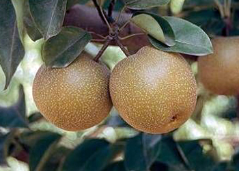 KOSUI - Kahraman Fidancılık